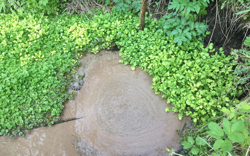 MN DNR Spring Reporting App